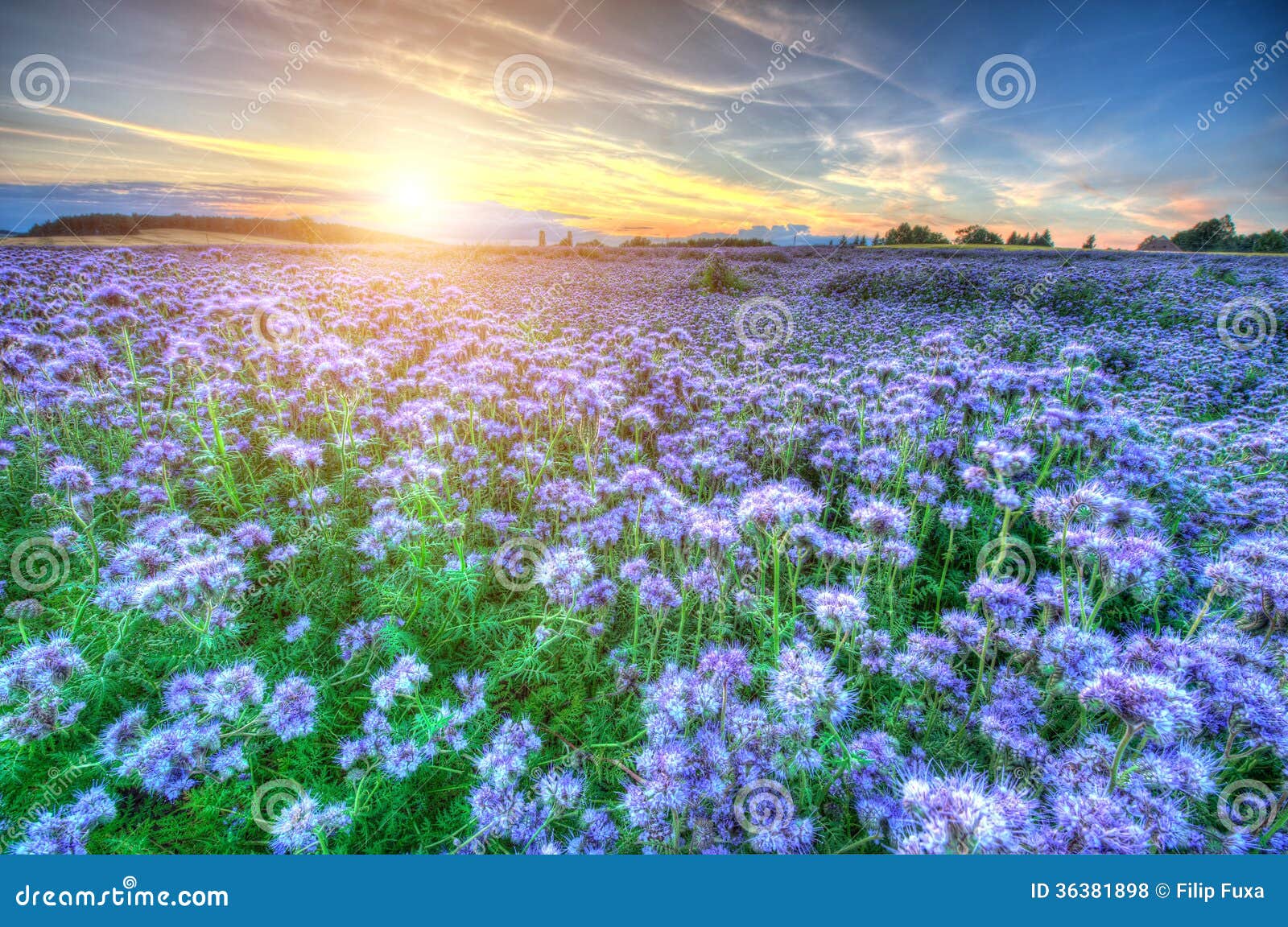 Lacy phacelia field stock photo. Image of disc, insect - 36381898