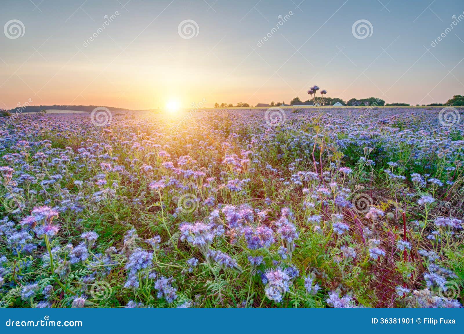 Lacy phacelia field stock image. Image of rural, purple - 36381901