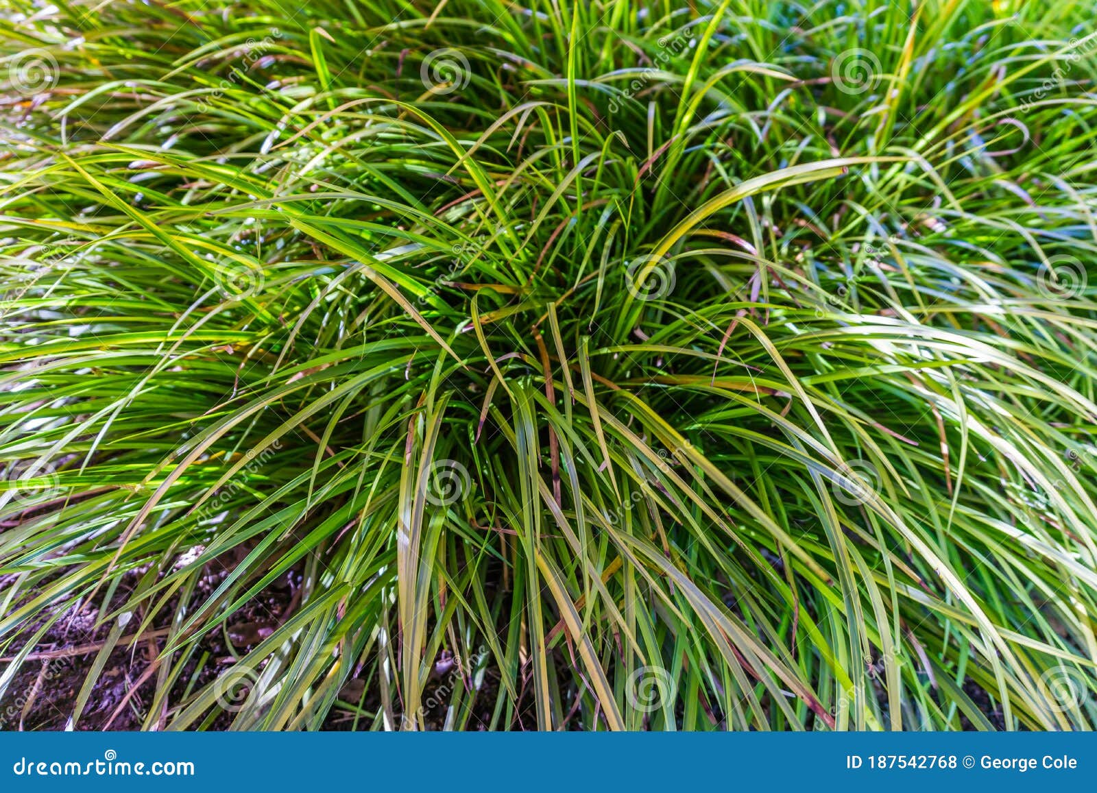 Lacy Plant Macro stock photo. Image of nature, outdoors - 187542768