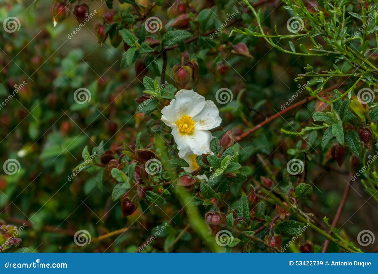 Ladanum image stock. Image du frais, nature, cosmétiques - 53422739