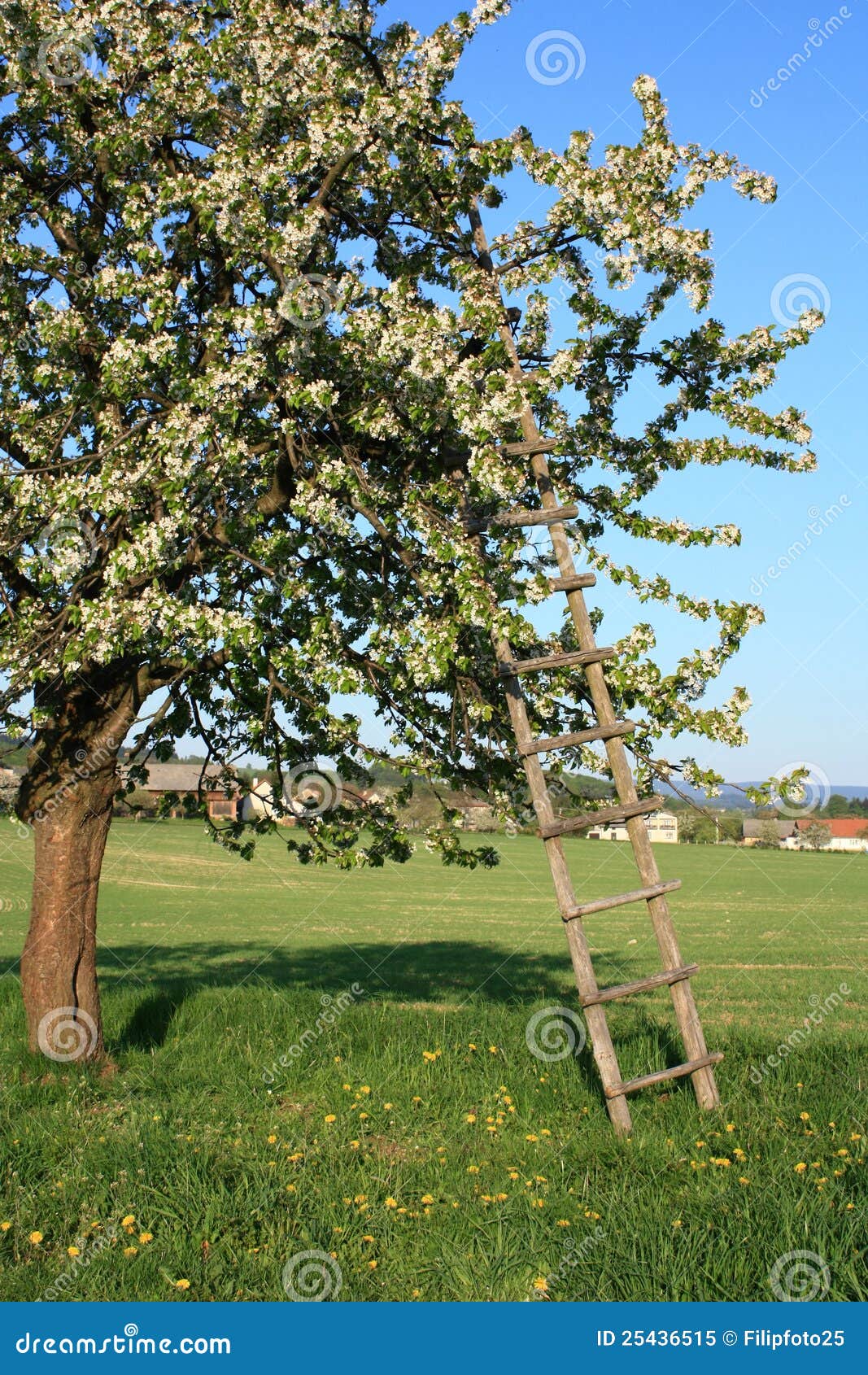 Ladder with apple stock image. Image of ladder, orchard - 25436515