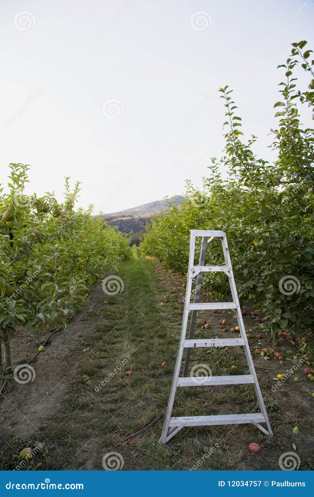 Ladder in an Apple Orchard stock image. Image of pathway - 12034757