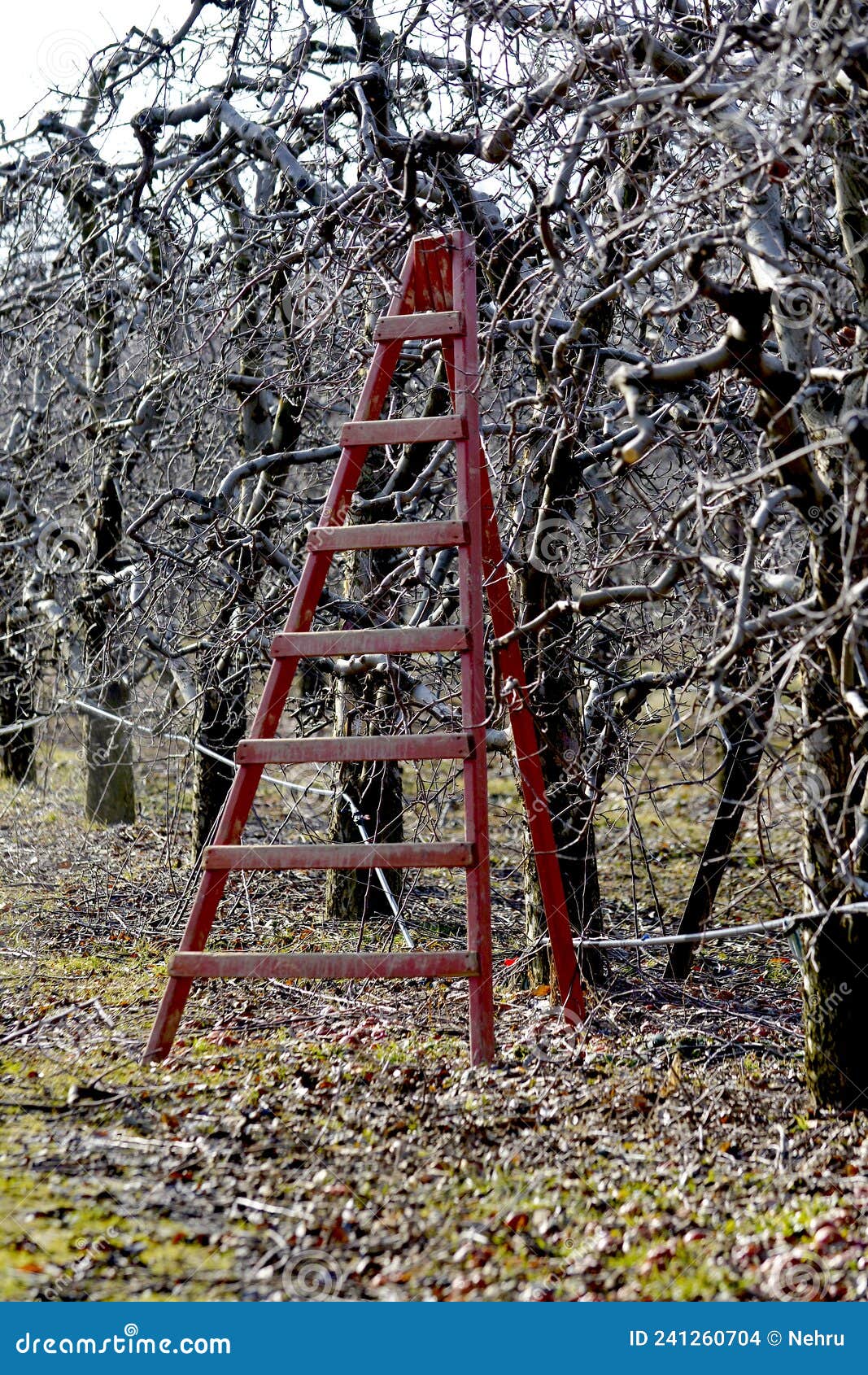 Ladder in an Apple Orchard Ready for Pruning Fruit Trees in Winter ...