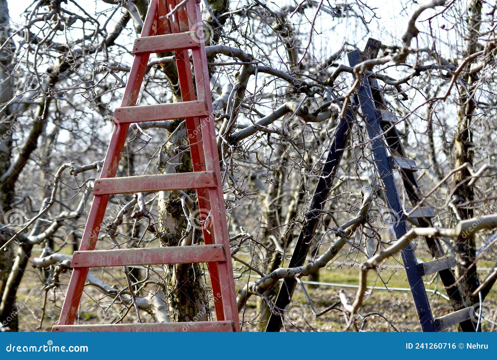 Ladder in an Apple Orchard Ready for Pruning Fruit Trees in Winter ...