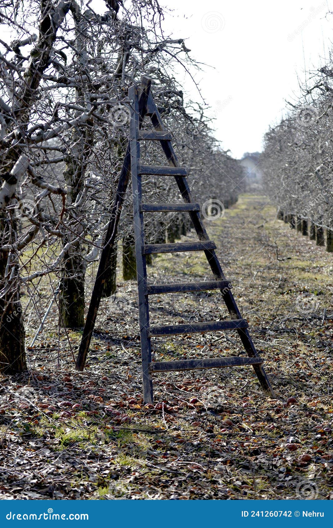 Ladder in an Apple Orchard Ready for Pruning Fruit Trees in Winter ...