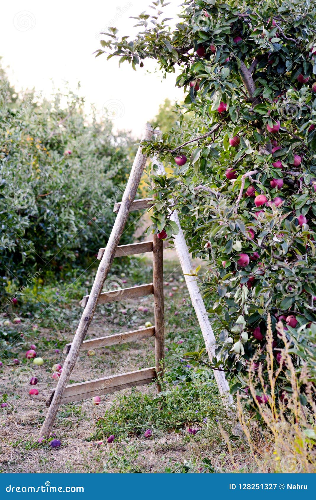 Ladder on an Apple Trees Ready for Harvesting, Shallow Dof Stock Image ...