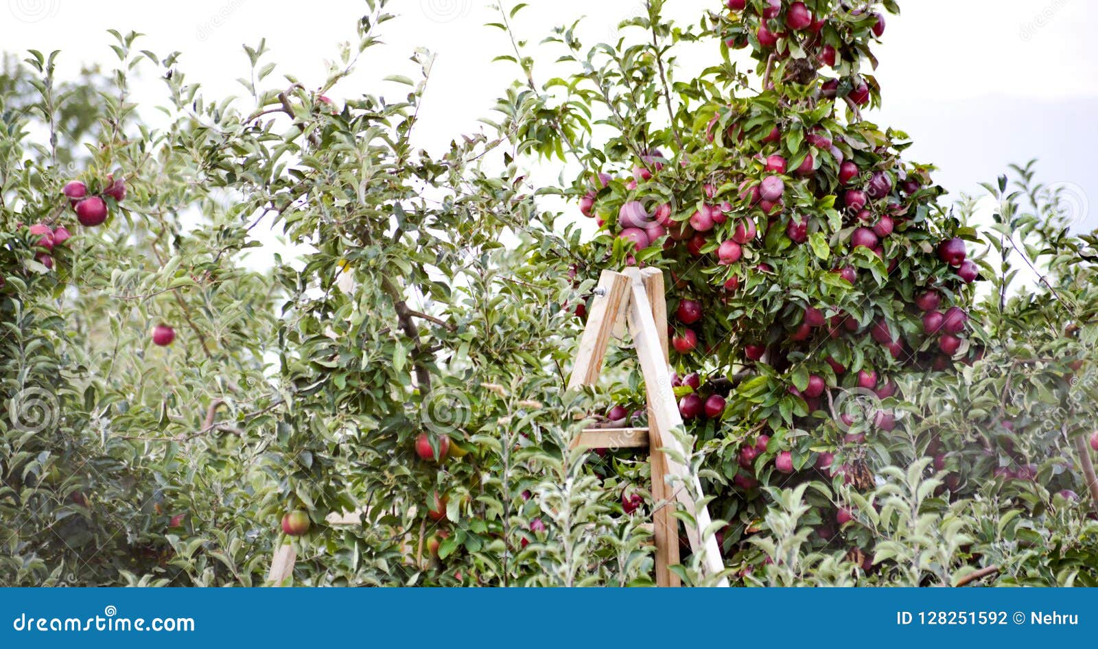 Ladder on an Apple Trees Ready for Harvesting, Shallow Dof Stock Photo ...