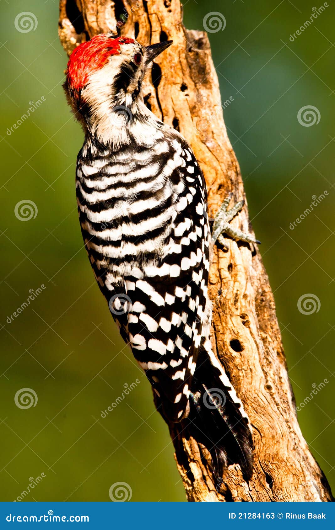 Red-backed Woodpecker In Sri Lanka Stock Image | CartoonDealer.com ...
