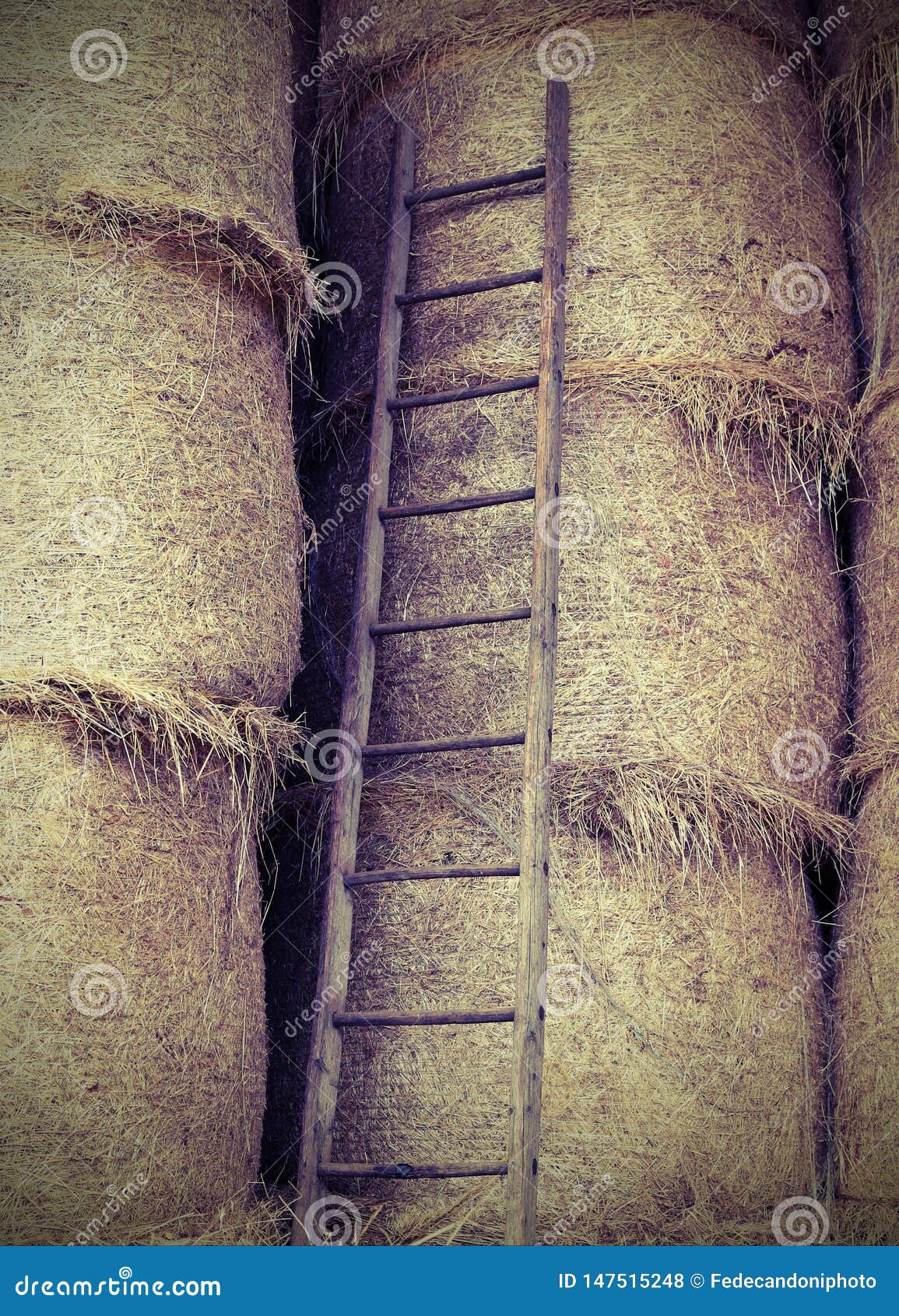 Ladder in the Barn of the Farm Stock Photo - Image of bales, toned ...