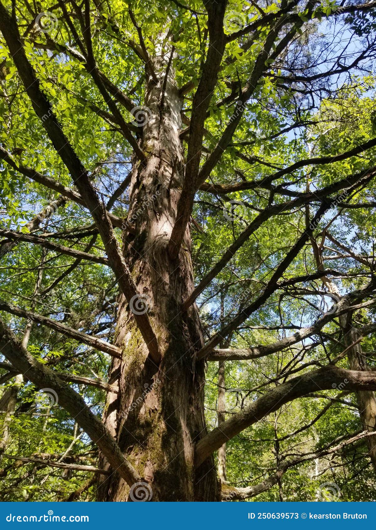 Ladder of branches stock image. Image of woodland, branches - 250639573