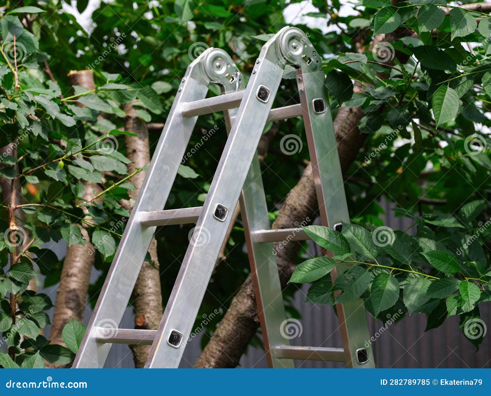 Ladder in the Canopy of a Cherry Tree Stock Image - Image of stepladder ...