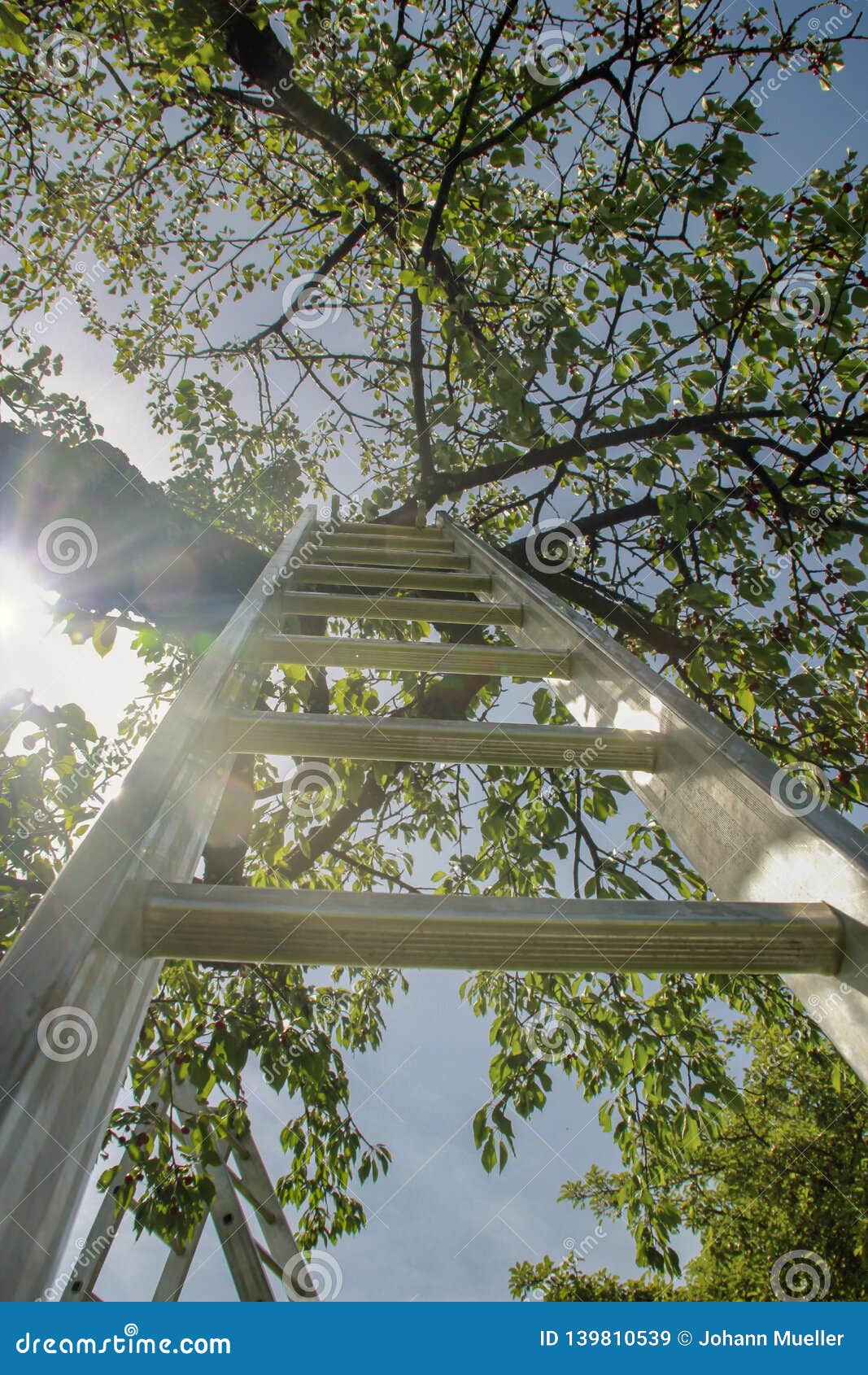A ladder in a cherry tree stock image. Image of orchard - 139810539