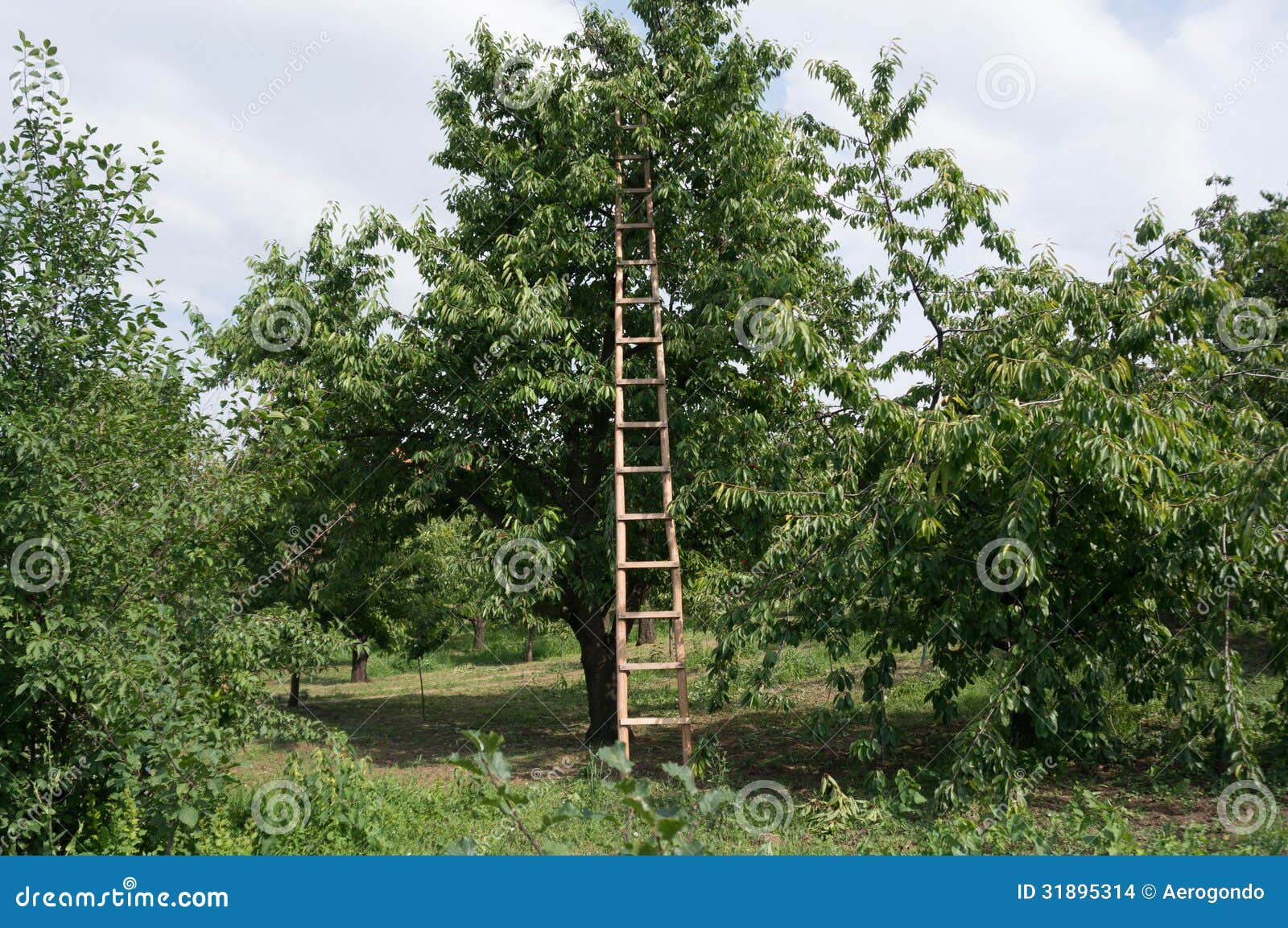 Ladder on cherry tree stock photo. Image of green, tree - 31895314