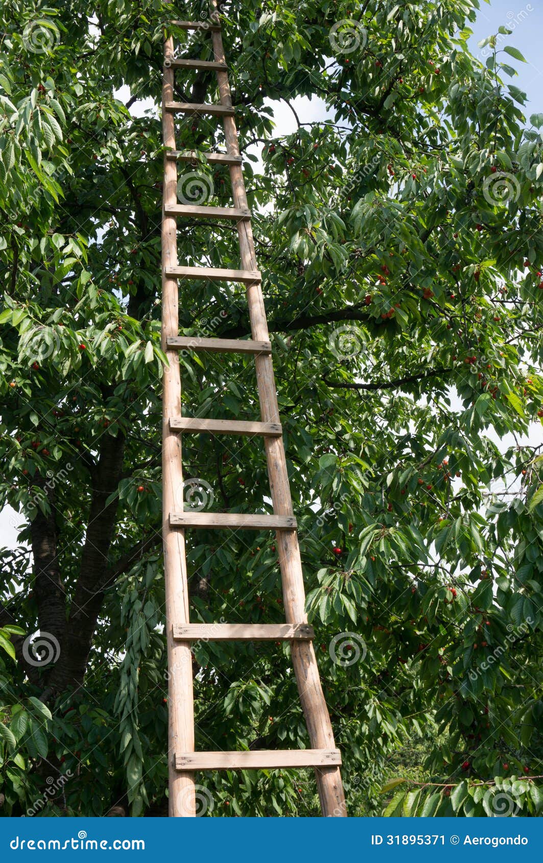 Ladder on cherry tree stock image. Image of seasonal - 31895371