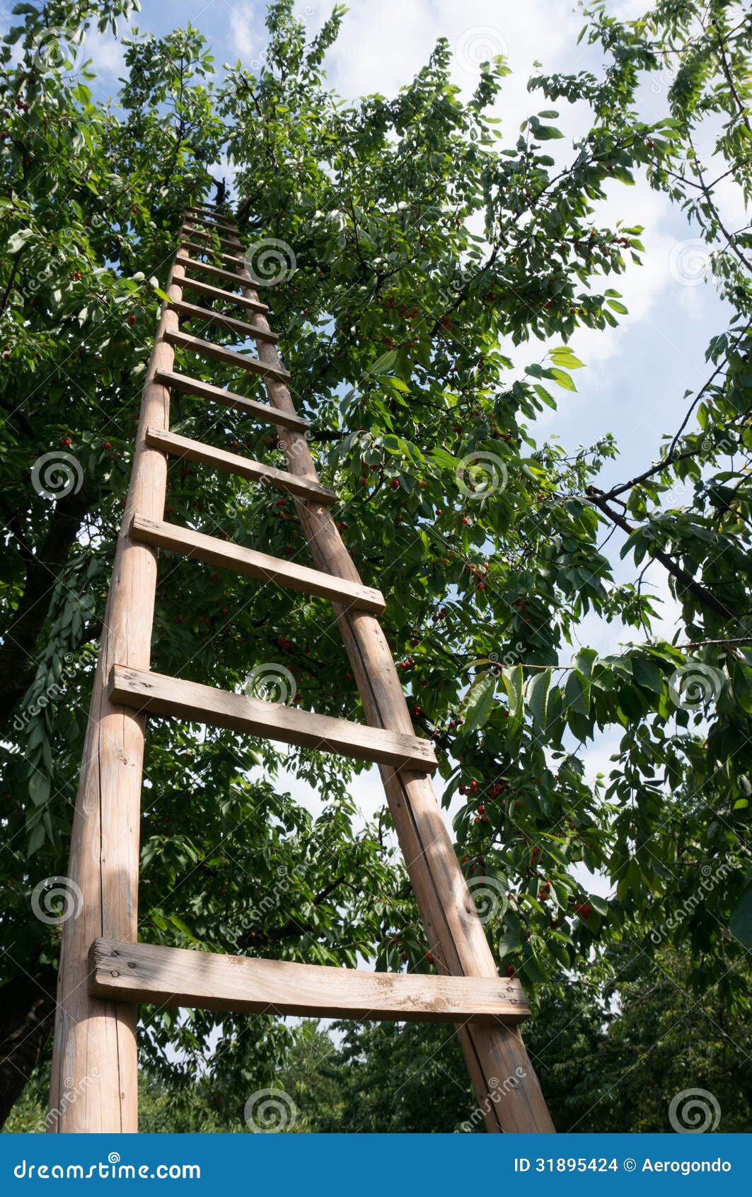 Ladder on cherry tree stock photo. Image of brown, countryside - 31895424