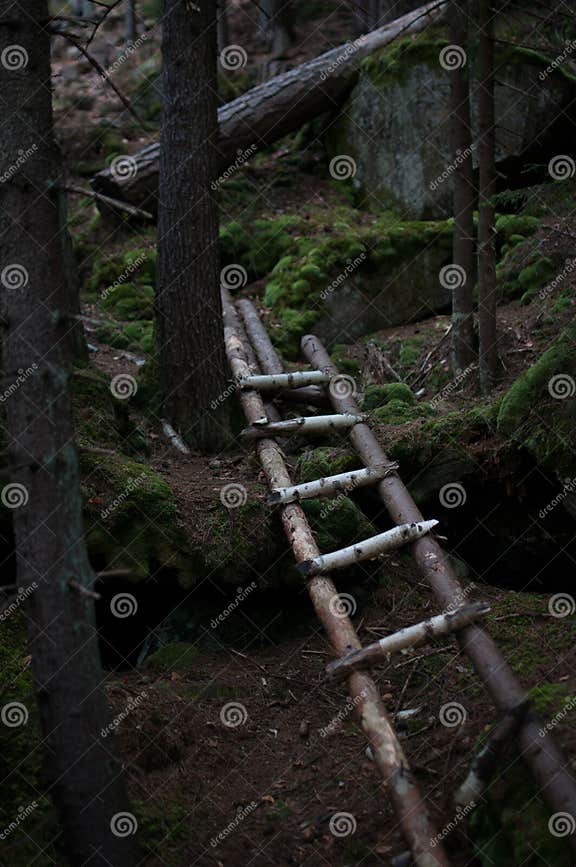 Ladder in the dark forest stock image. Image of foliage - 79177637