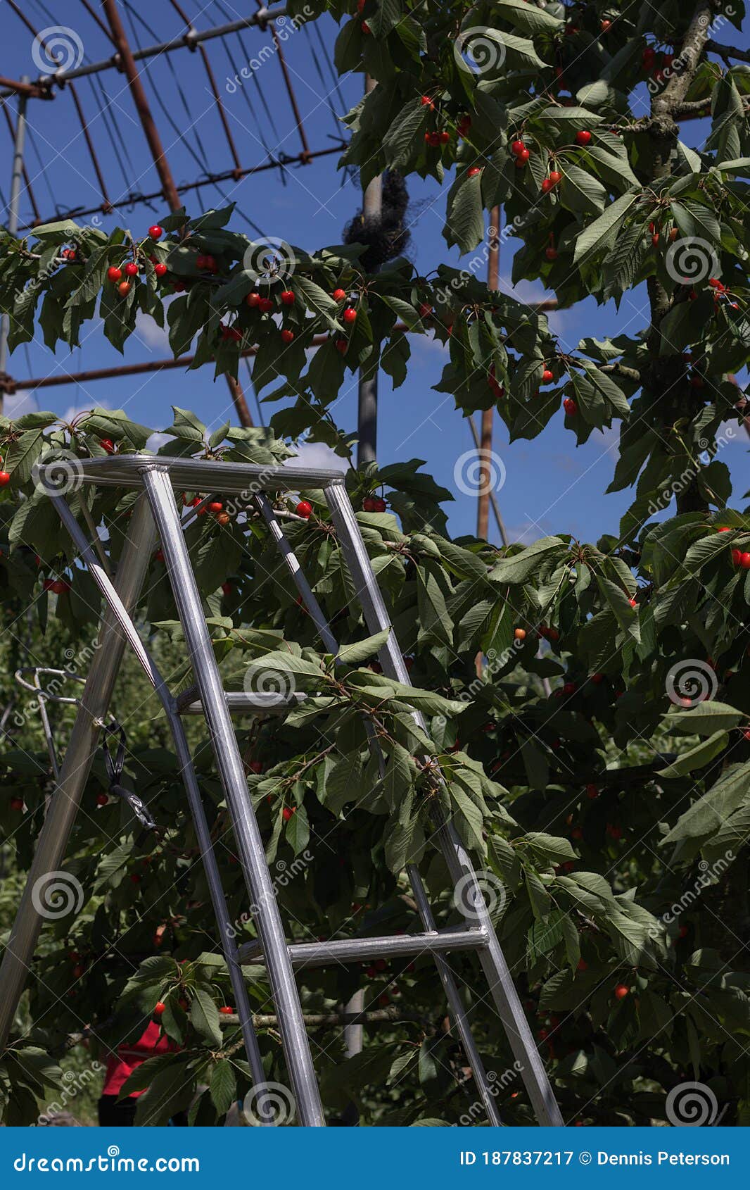 Ladder in Front of a Cherry Tree for Picking Stock Image - Image of ...