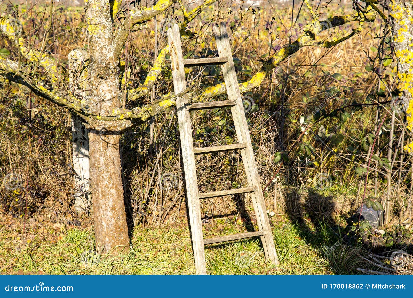 Ladder at a Fruit Tree for the Harvest Stock Photo - Image of freshness ...