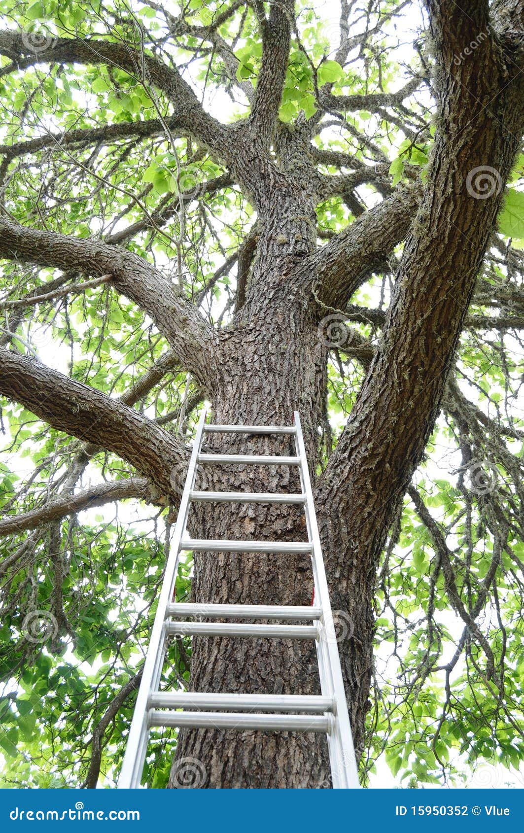 Trees And Ladder