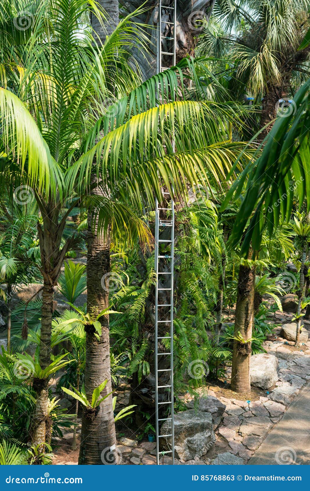 Ladder stock image. Image of growth, palm, ladder, elevation - 85768863