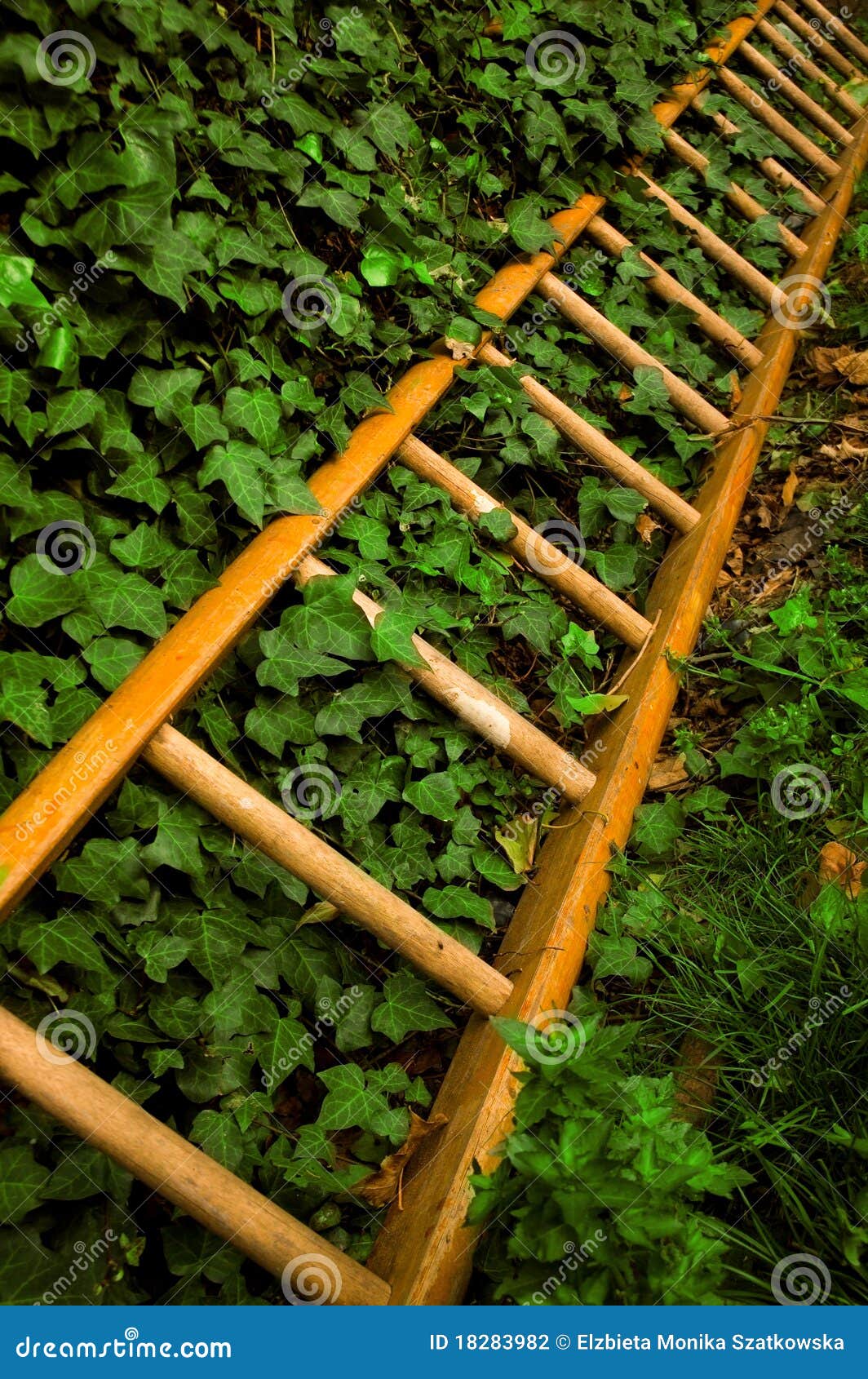 Ladder and ivy stock photo. Image of growth, climbing - 18283982