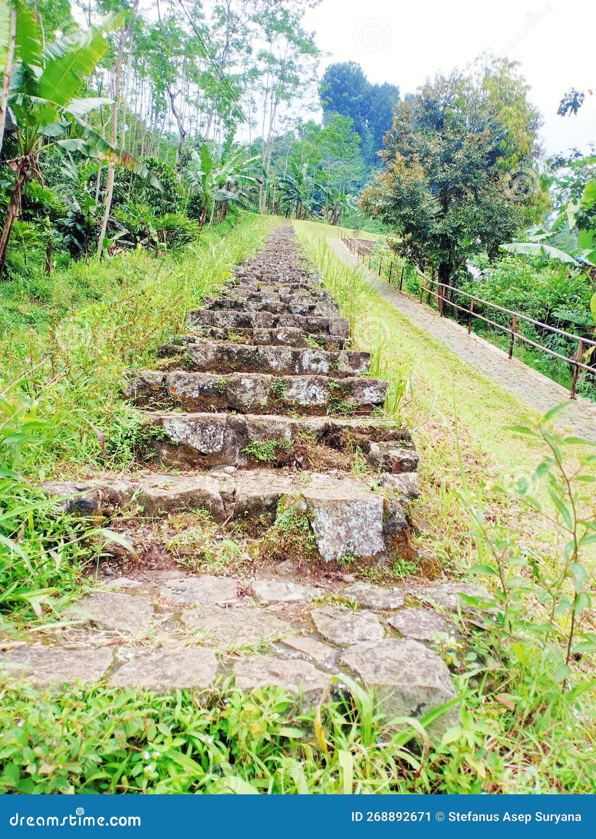Ladder in the jungle stock image. Image of shrub, plantation - 268892671
