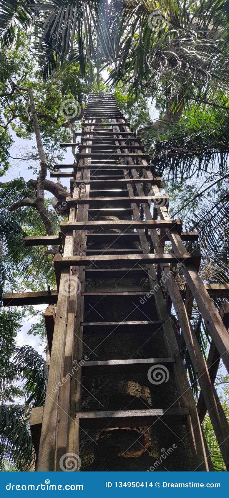 Ladder Leading Up into Treehouse Stock Photo - Image of abstract, faded ...