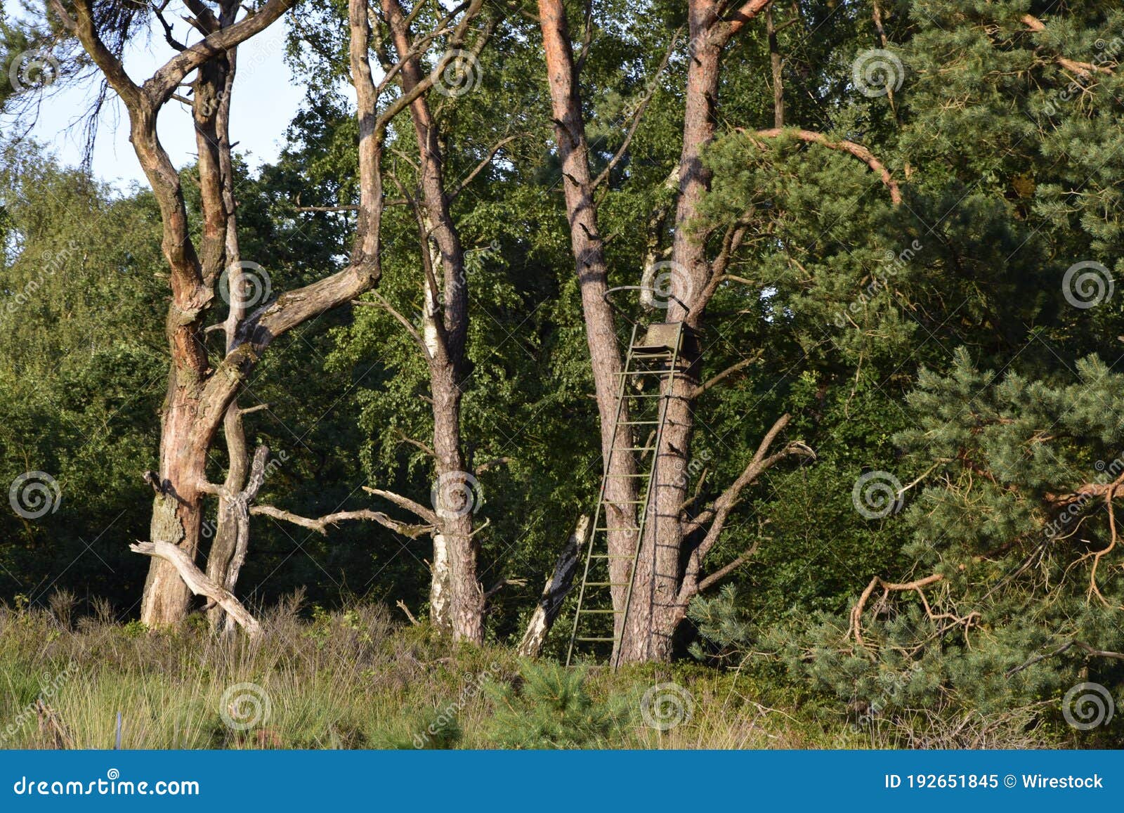 Ladder Leaned on a Tree in the Forest Stock Image - Image of landscapes ...