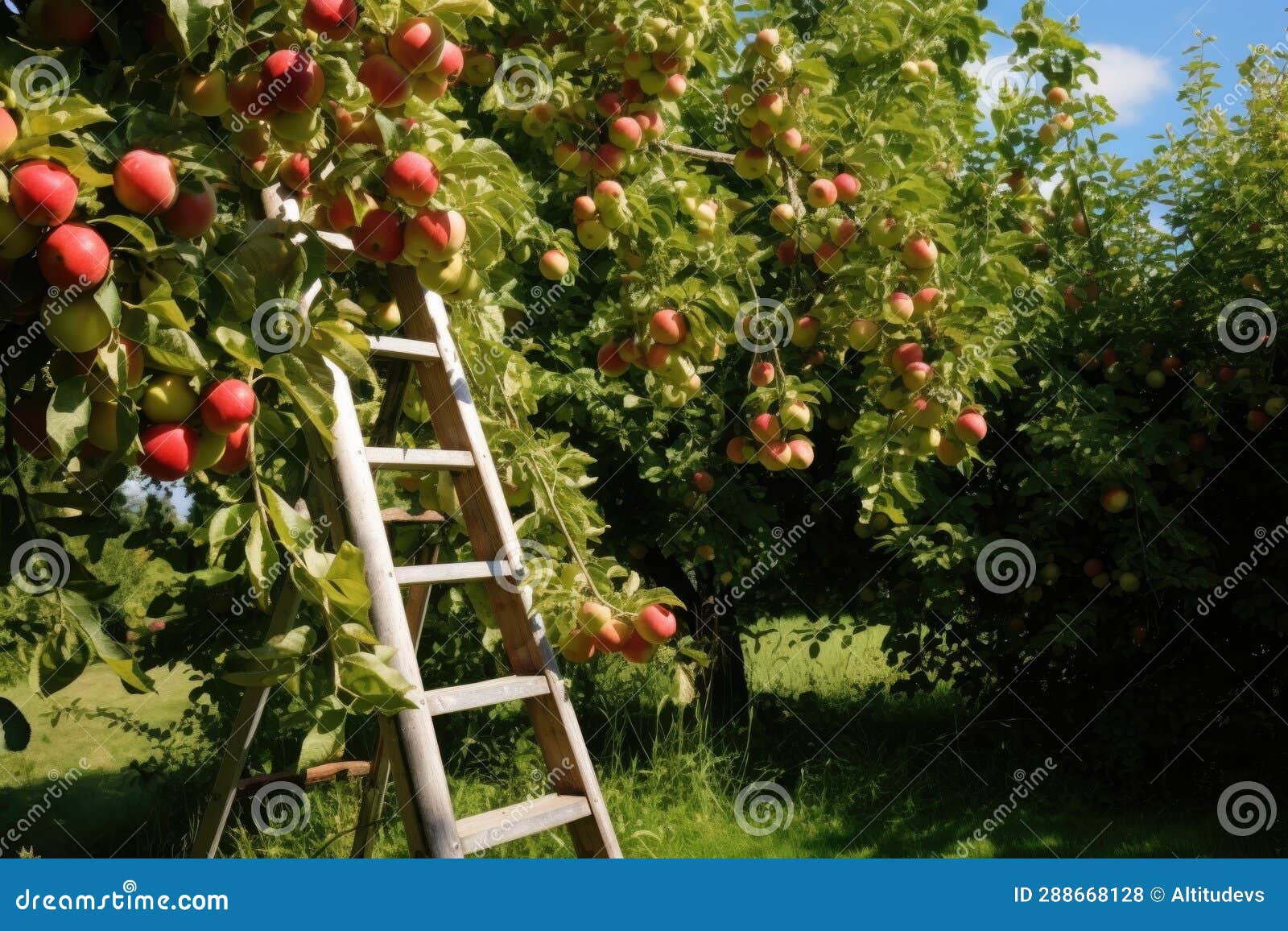 A Ladder Leaning Against an Apple Tree for Picking Stock Photo - Image ...