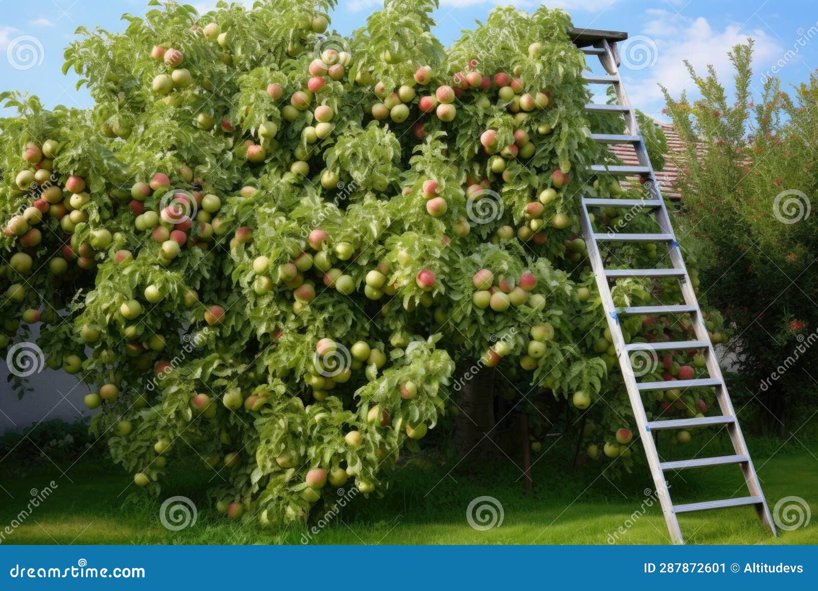 Ladder Leaning Against Apple Tree, Ready for Picking Stock Illustration ...