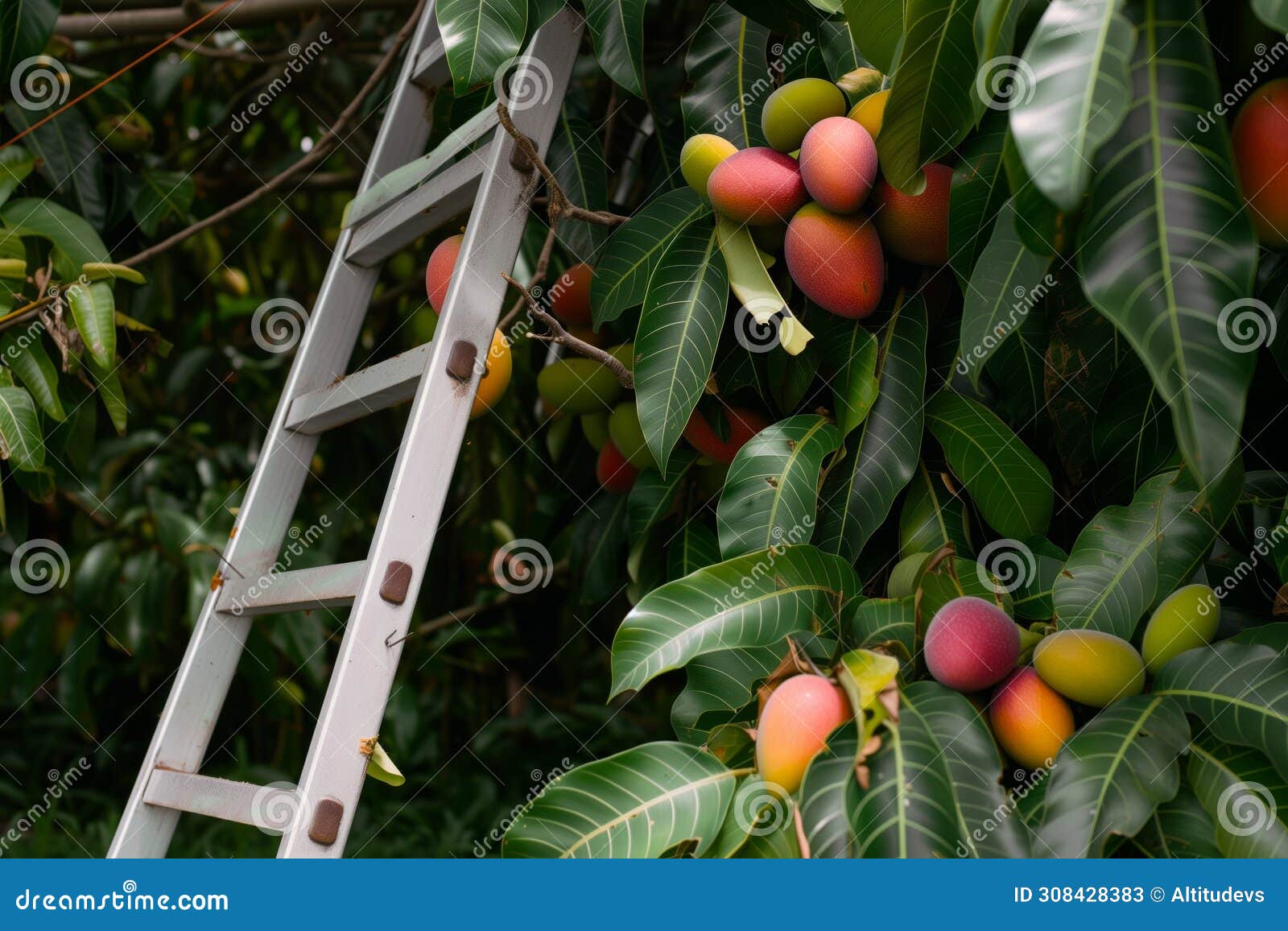 Ladder Leaning Against a Mango Tree, Person Reaching for Fruit Stock ...