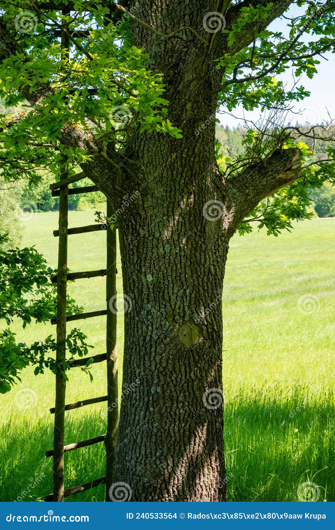 A Ladder Leaning Against a Tree Stock Photo - Image of silesia, true ...