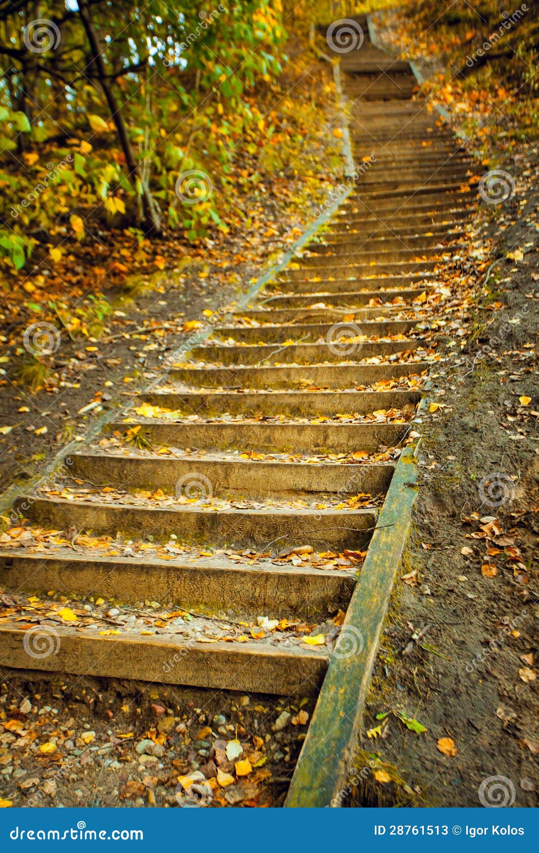 Ladder in park stock image. Image of nature, adventure - 28761513