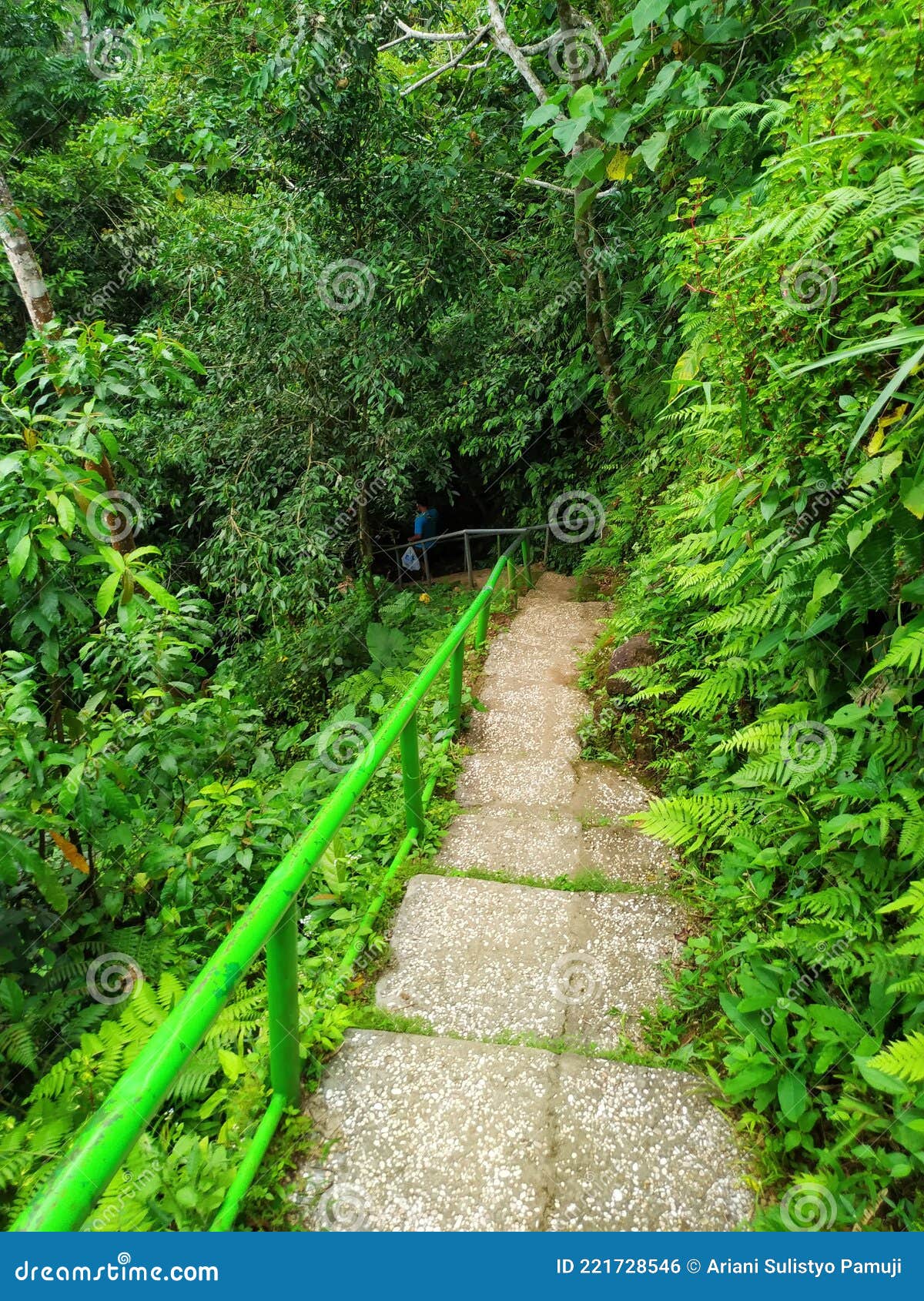 Ladder path in a forest stock photo. Image of tree, path - 221728546