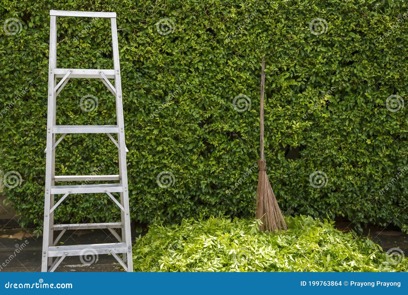 Ladder for Pruning Set Up Under the Tree Stock Photo - Image of ...