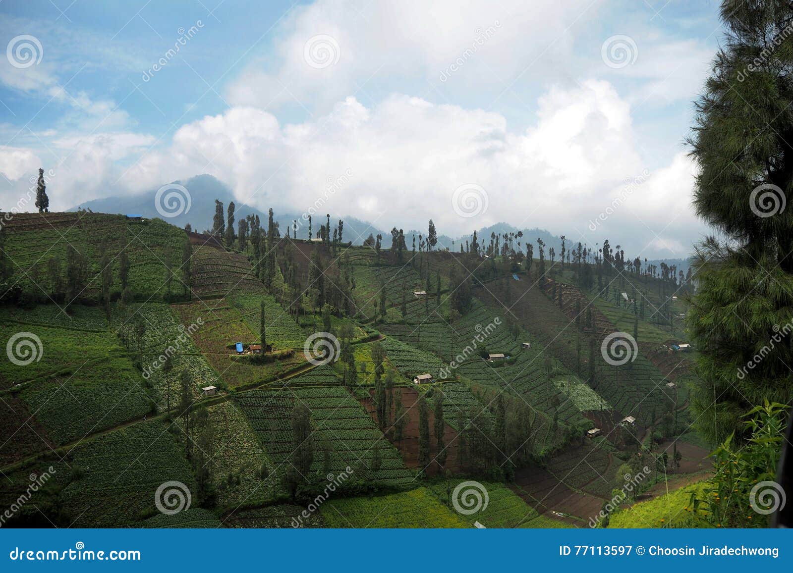 Ladder rice field stock image. Image of farm, rice, terraced - 77113597