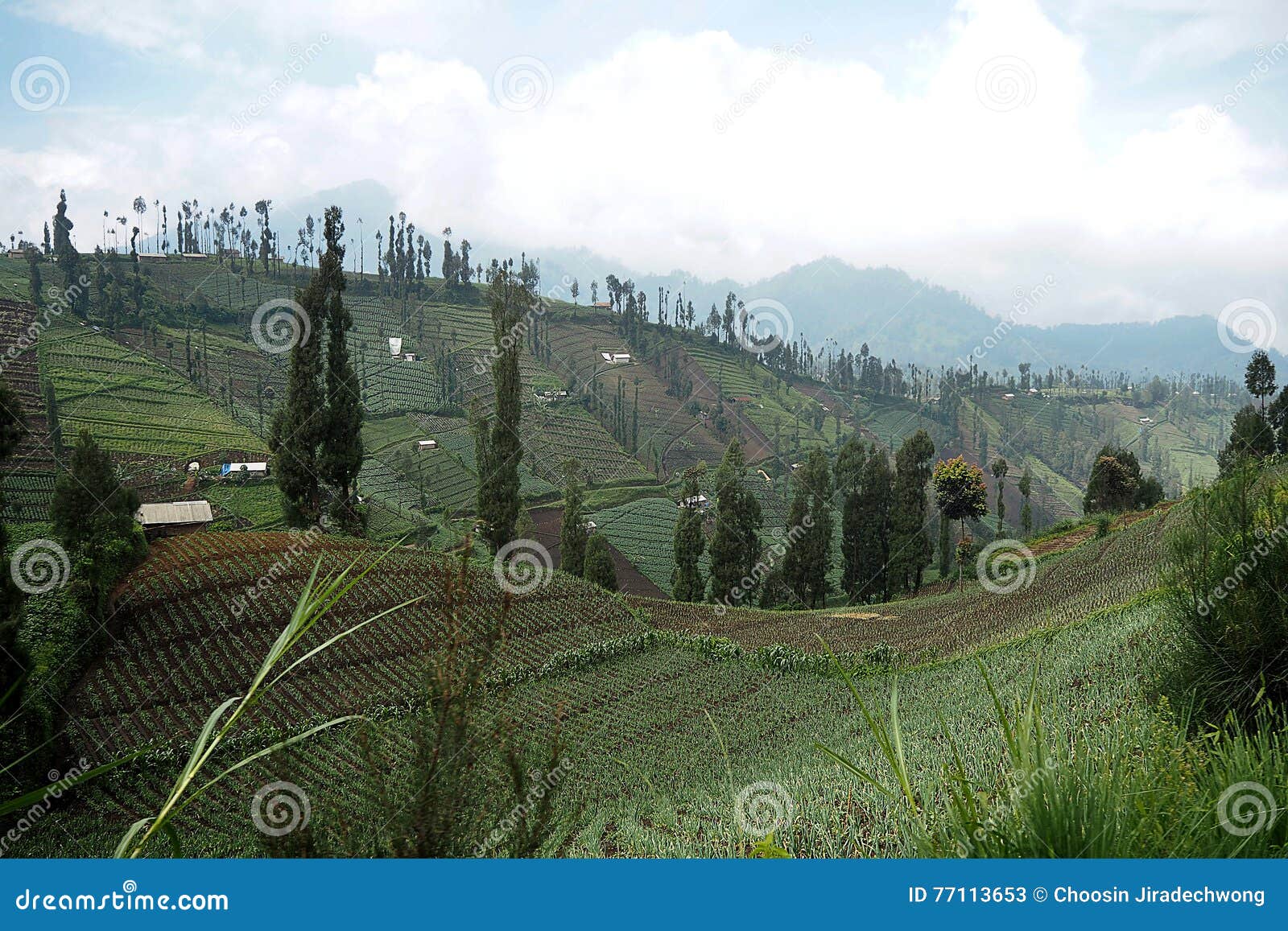 Ladder rice field stock image. Image of valley, landmark - 77113653