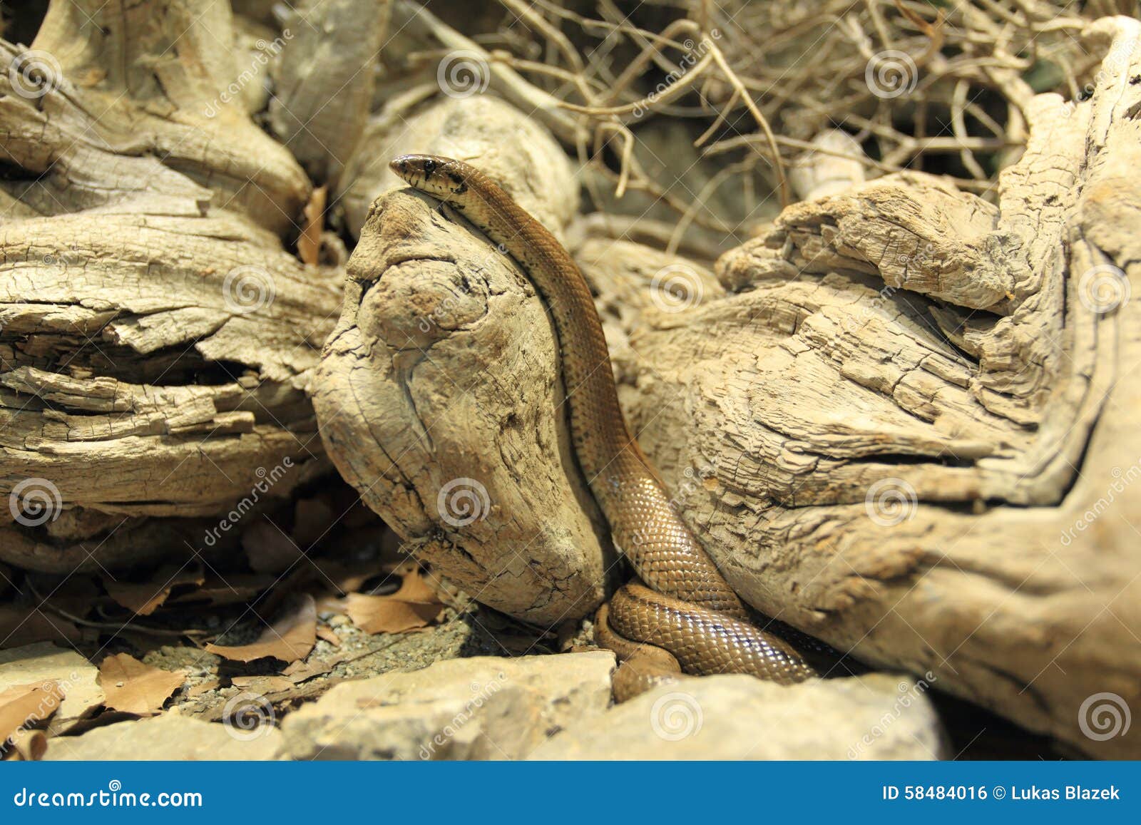 Ladder snake stock photo. Image of european, nature, snake - 58484016