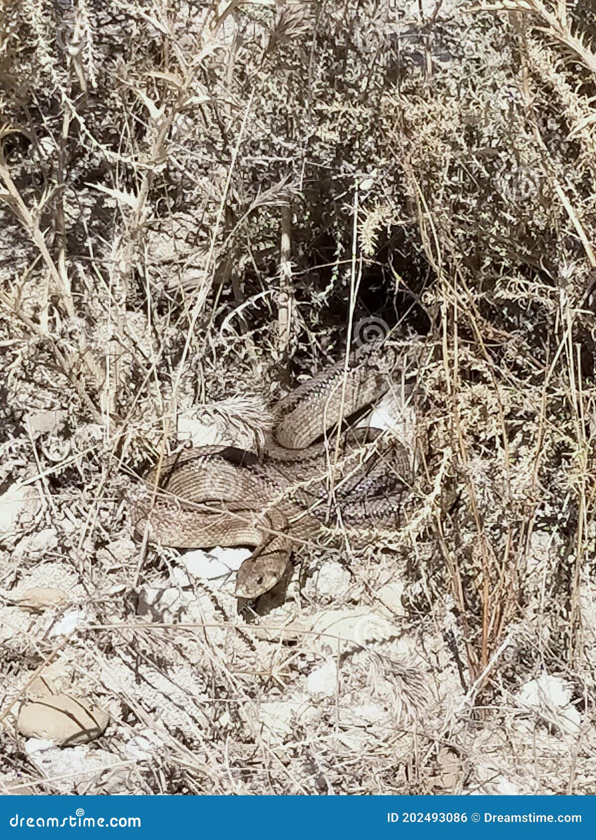 Ladder Snake, Elaphe Scalaris, Adult Royalty-Free Stock Photo ...
