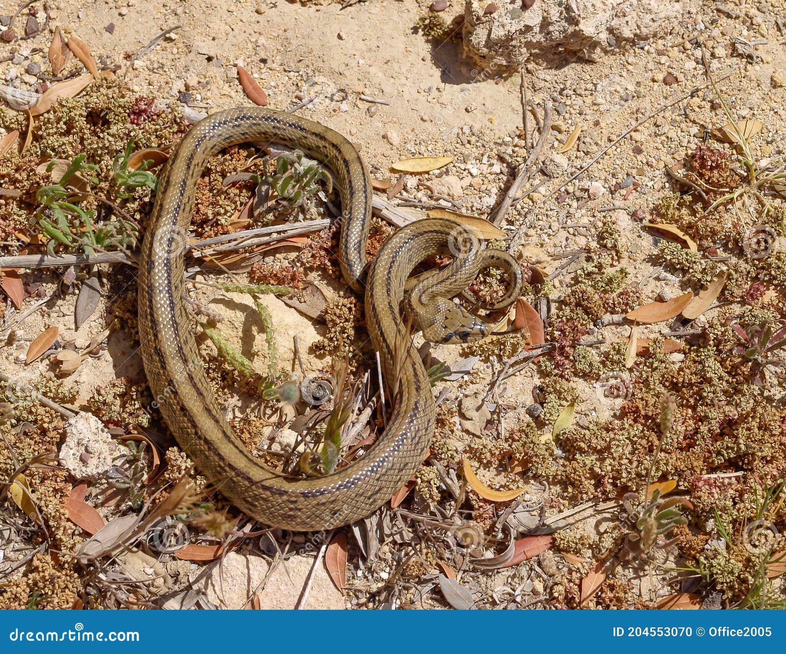 Ladder Snake, Zameinis Scalaris Stock Photo - Image of endangered ...