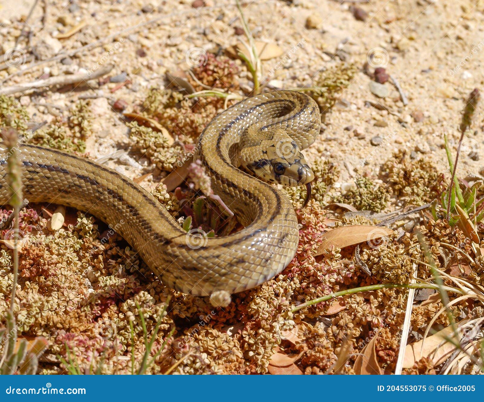 Ladder Snake, Zameinis Scalaris Stock Image - Image of slender, ladder ...