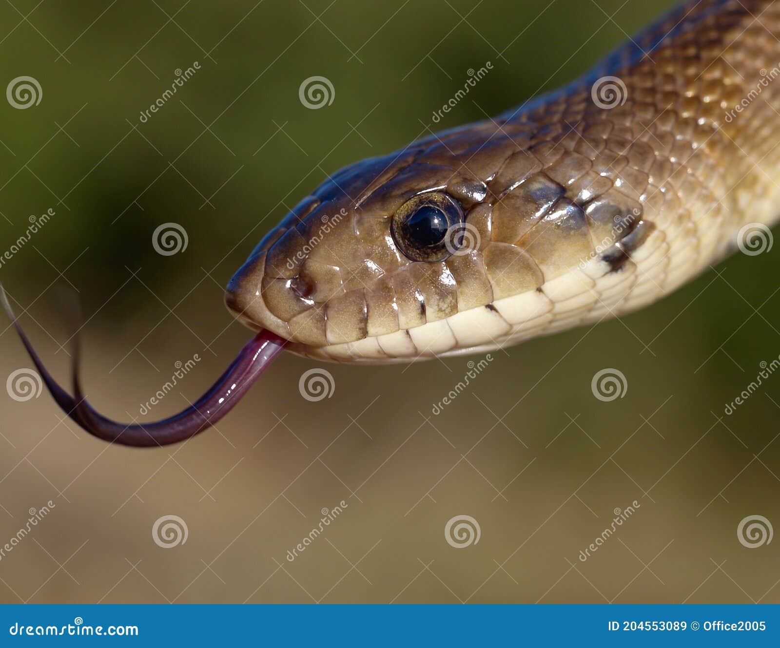 Ladder Snake, Zameinis Scalaris Stock Image - Image of wild, park ...