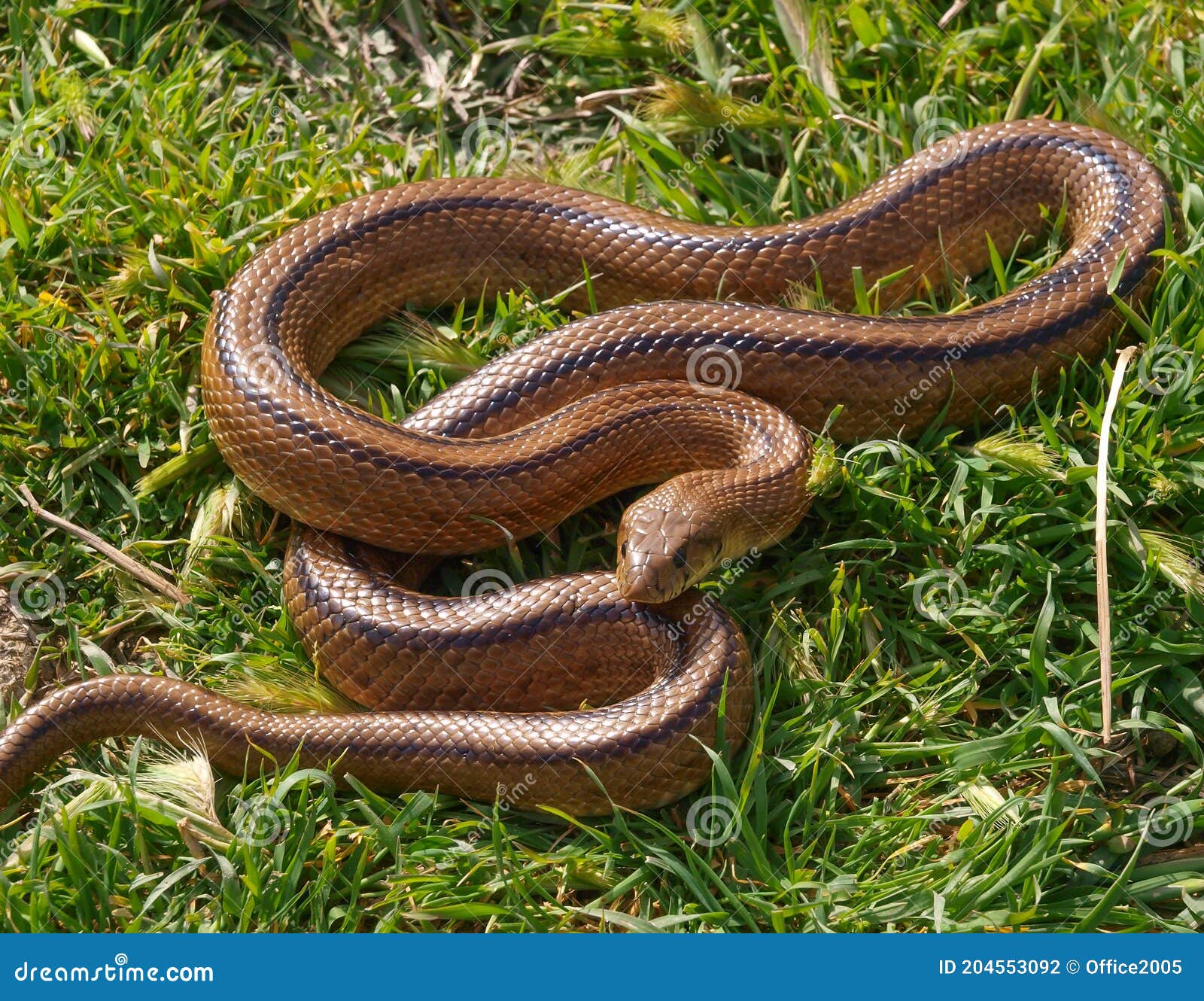 Ladder Snake, Zameinis Scalaris Stock Photo - Image of wild, snake ...