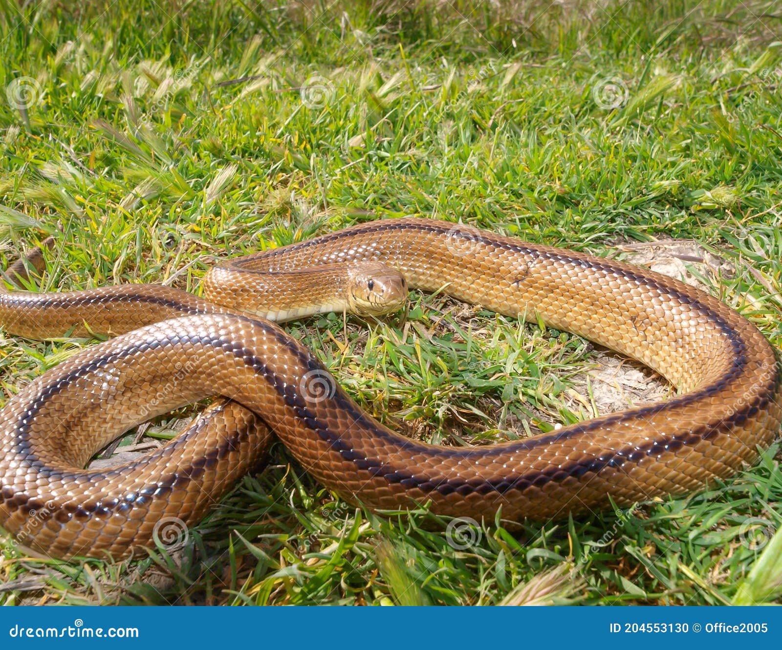 Ladder Snake, Zameinis Scalaris Stock Photo - Image of macro, smooth ...