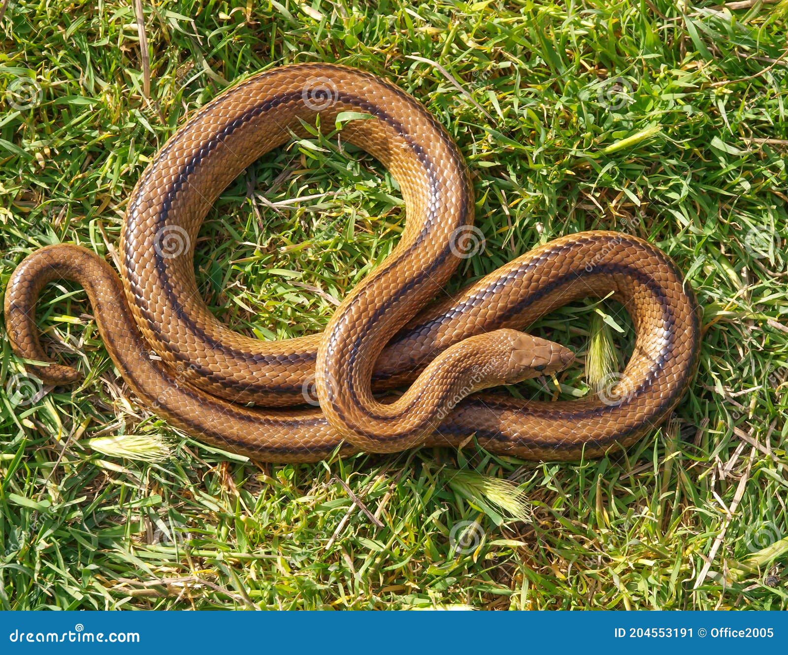 Ladder Snake, Zameinis Scalaris Stock Image - Image of rare, snake ...