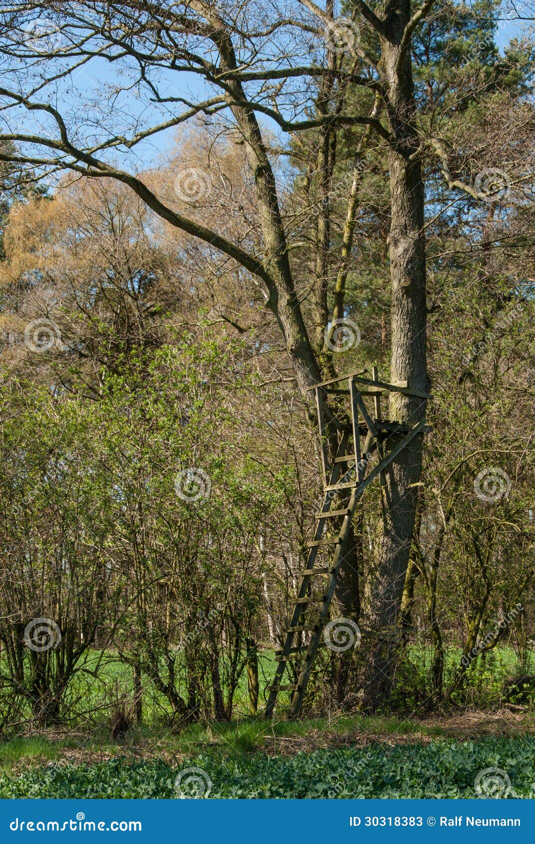 Ladder In Forest Royalty-Free Stock Photo | CartoonDealer.com #159547803