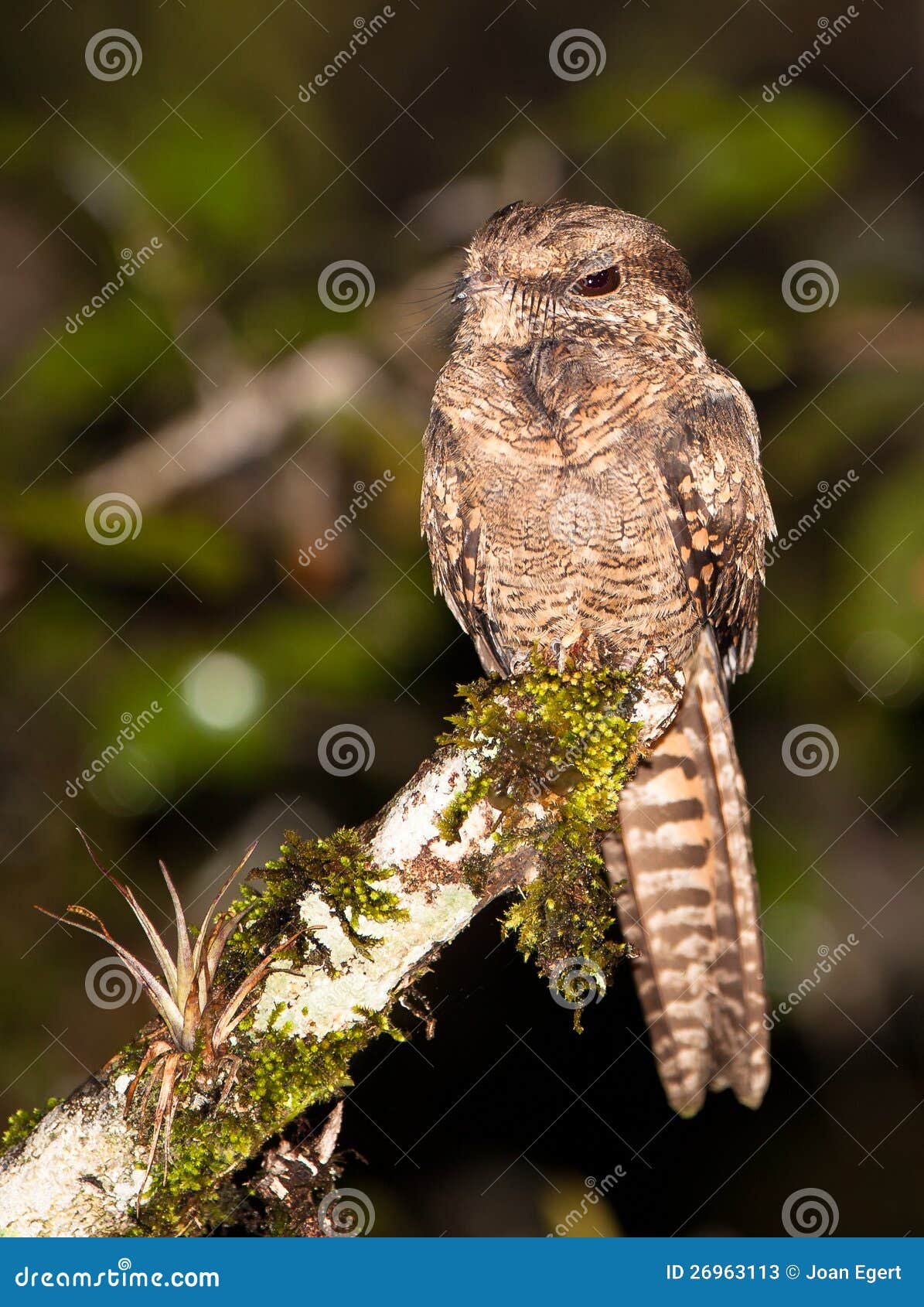 Nightjar Stock Photo | CartoonDealer.com #22666776