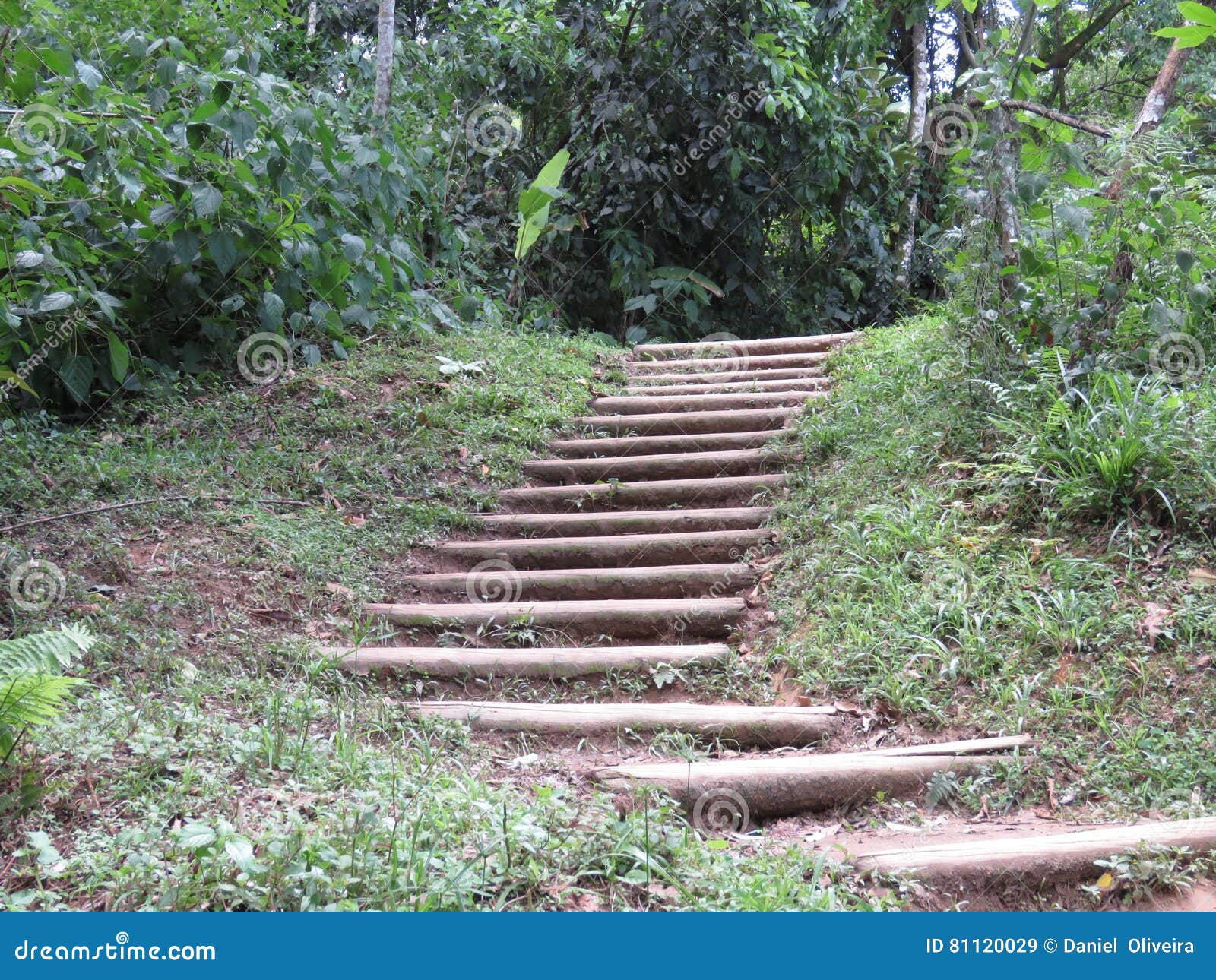Ladder To the Forest - Paraty Stock Image - Image of architecture ...