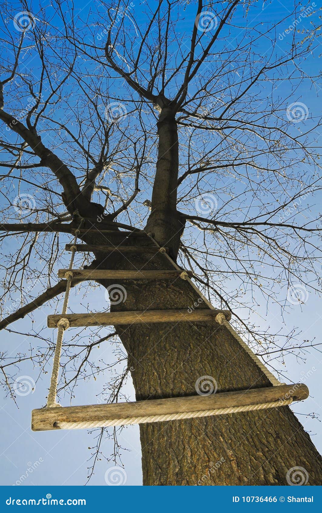 Ladder in a tree stock photo. Image of tree, effort, altitude - 10736466