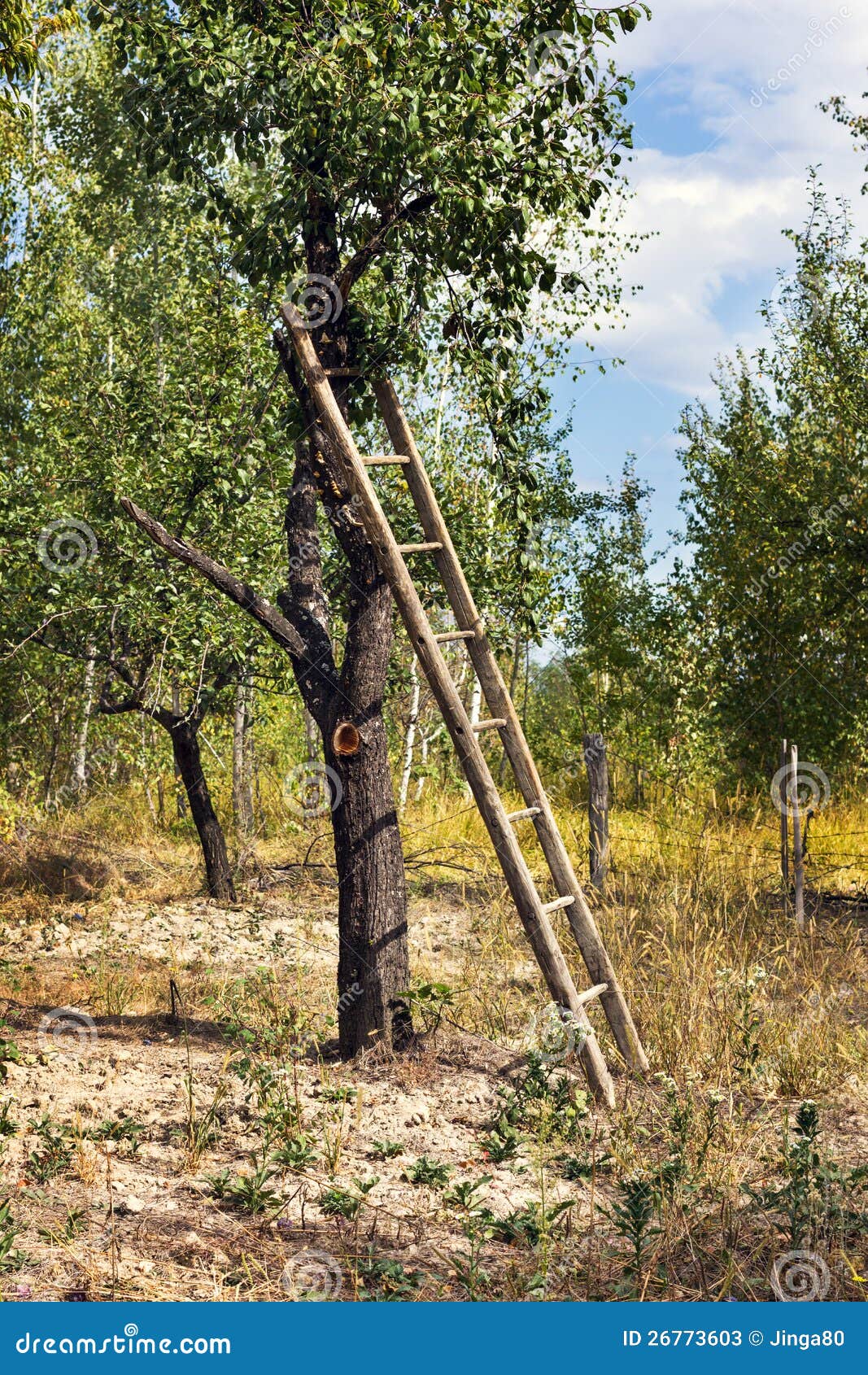 A ladder on a tree stock image. Image of color, leaf - 26773603